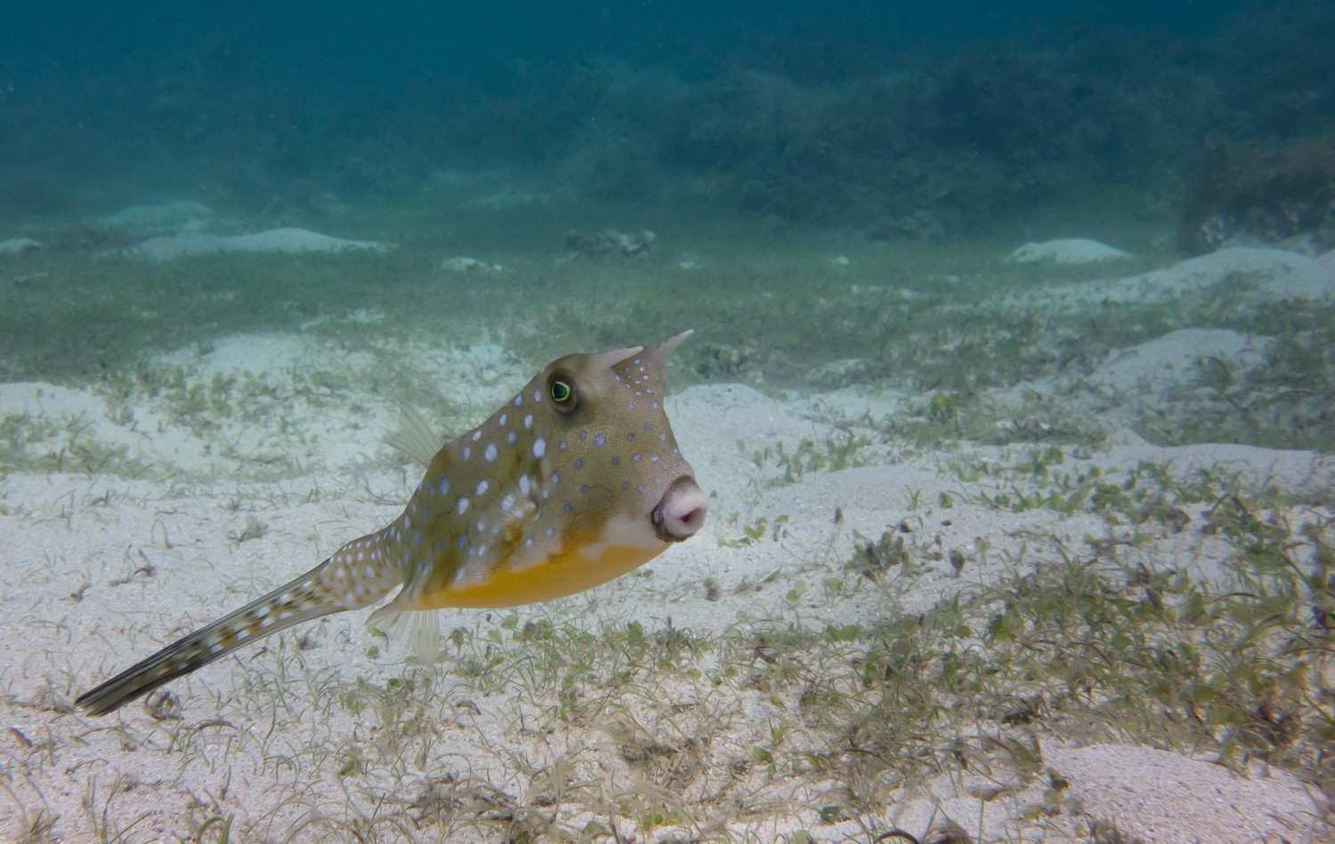 Poisson coffre à cornes - The Explorers