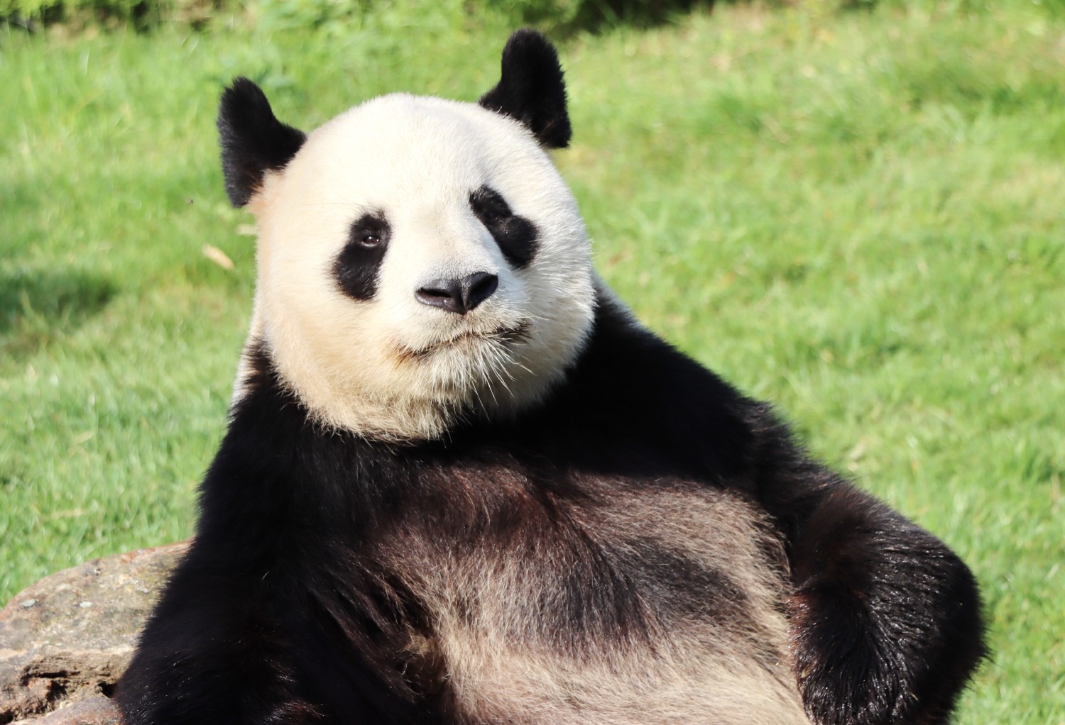 Panda - The Explorers Panda - The Explorers