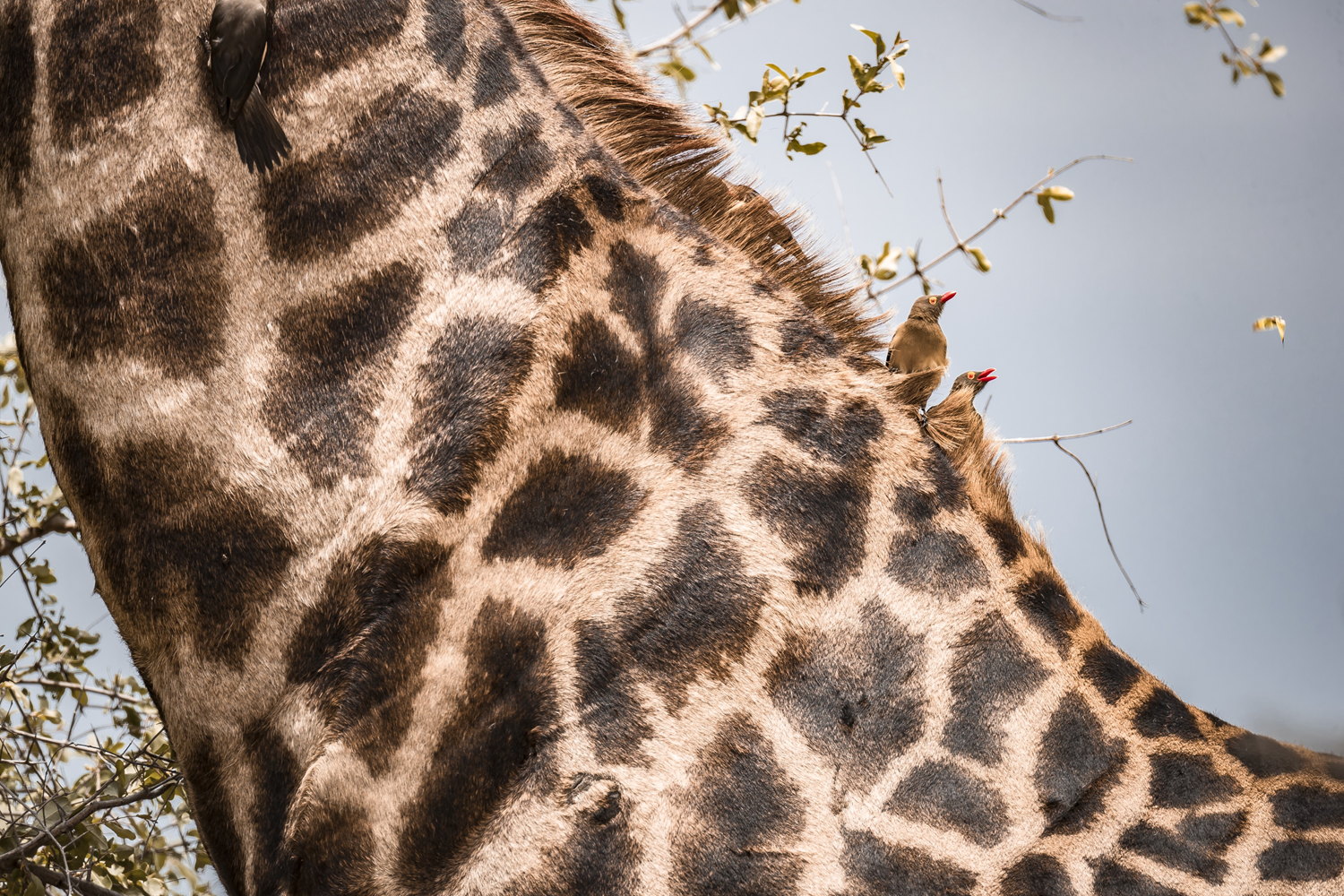 4 giraffe species - The Explorers