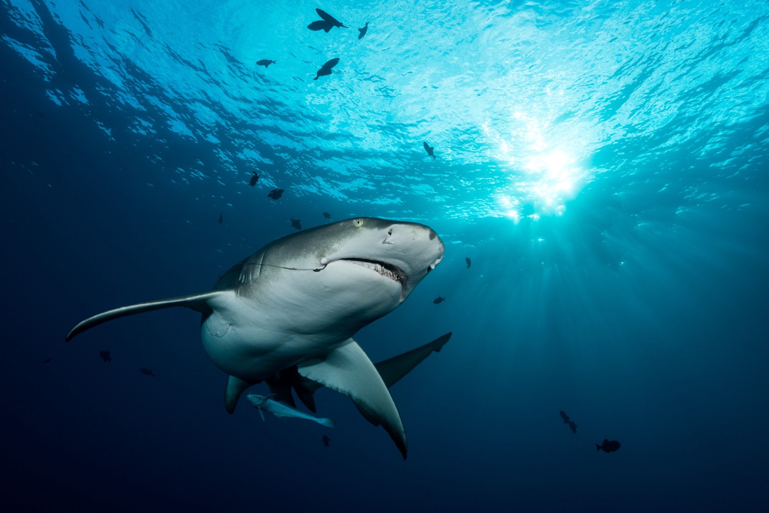 Adult lemon shark - The Explorers