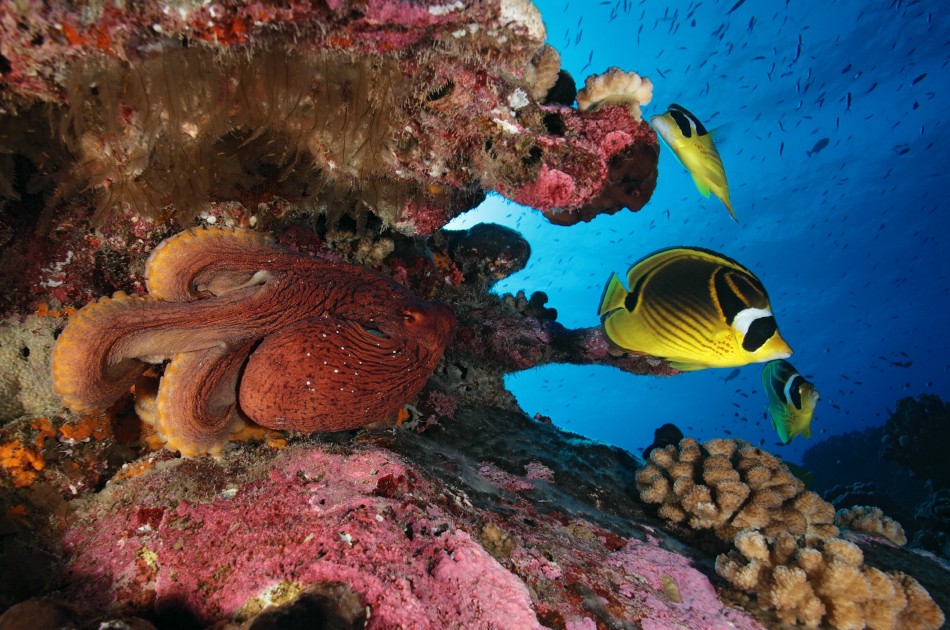 Octopus, at the heart of the Polynesian myth by The Explorers | The ...