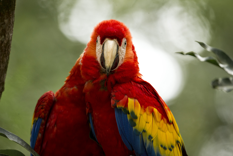 Scarlet macaws mate for life by The Explorers | The Explorers