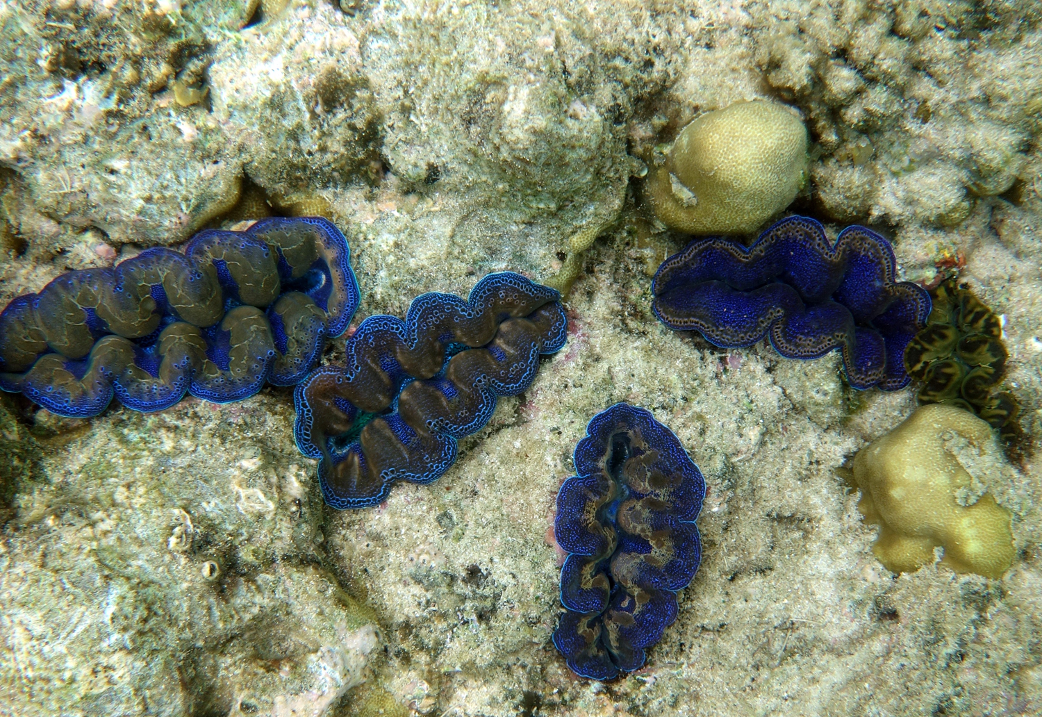 Le tridacne géant ou bénitier - The Explorers
