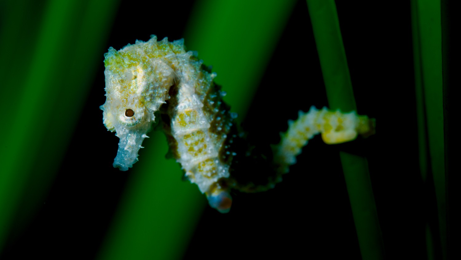 This seahorse is the world's slowest fish - The Explorers