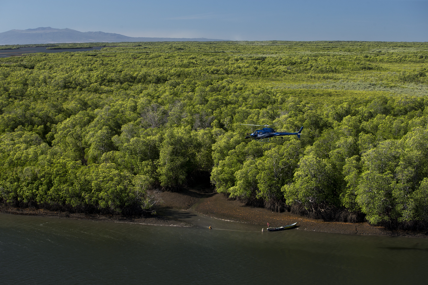 Essential ecosystem of mangrove forests - The Explorers