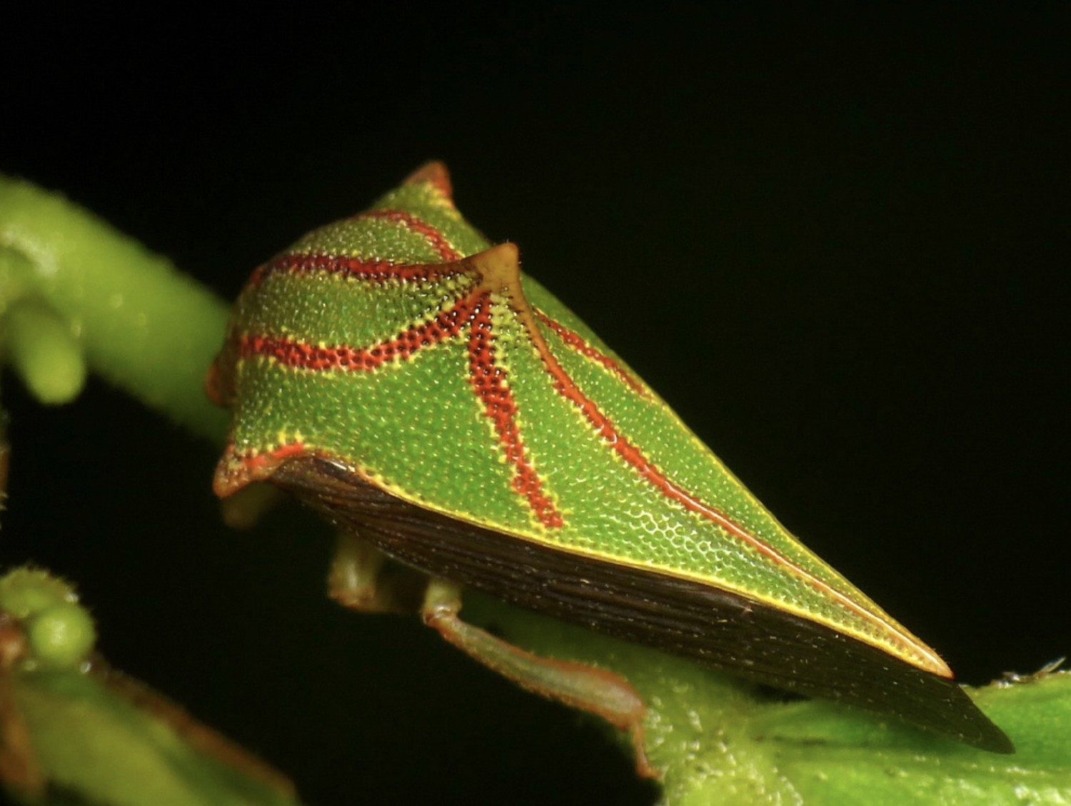 This insect is the king of camouflage - The Explorers